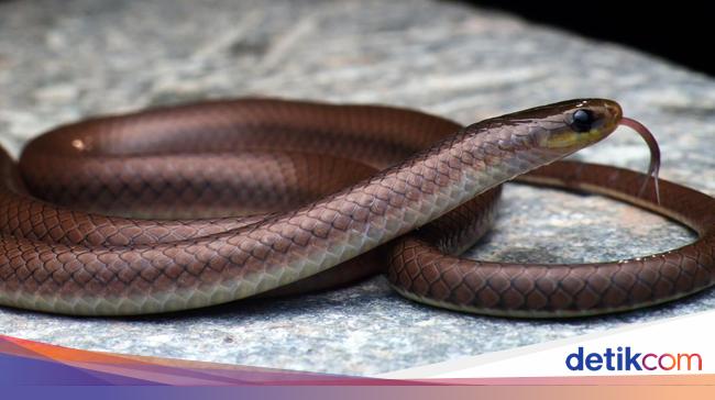 Spesies Ular Baru Ditemukan di Himalaya, Diberi Nama Leonardo DiCaprio