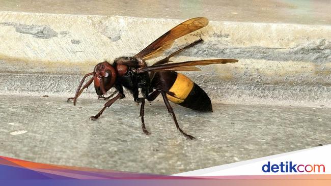 Sengatan Tawon Vespa Apakah Berbahaya? Ini Efek dan Pertolongan Pertamanya