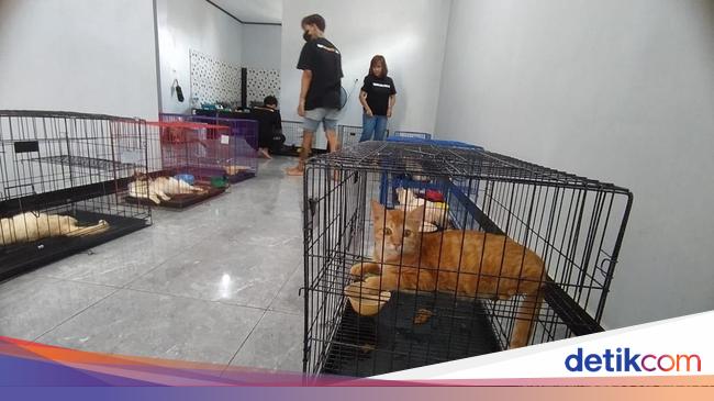 Heboh Wanita Magelang Tinggal Bersama Bangkai Kucing, Begini Endingnya
