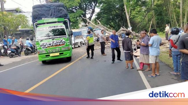 Pengendara Motor Tewas Tertimpa Pohon di Jalan Denpasar-Gilimanuk