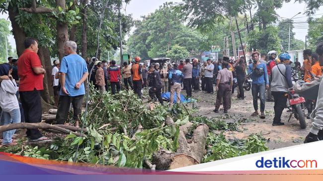 Pemotor Tewas Tertimpa Pohon Tumbang di Jalan Tentara Pelajar Bogor