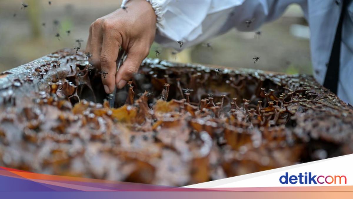 Melihat Panen Madu Lebah Kelulut di Desa Tanjung Leban