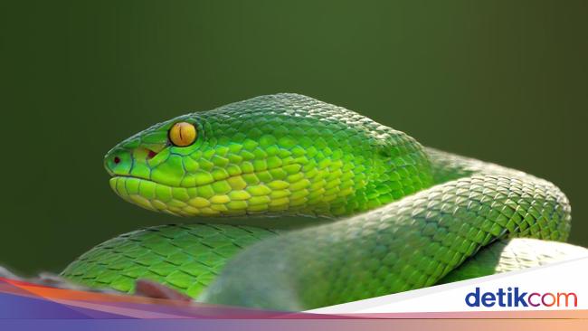 Benarkah Ular Bisa Mendeteksi Gempa Bumi? Cek Faktanya!