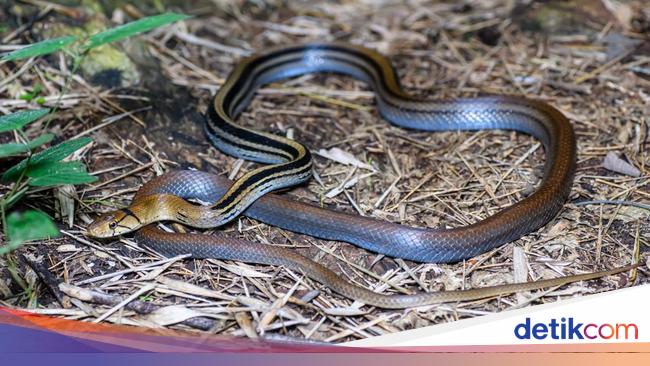 Apakah Ular Sapi Berbisa? Ini Penjelasan dan Fakta Menariknya