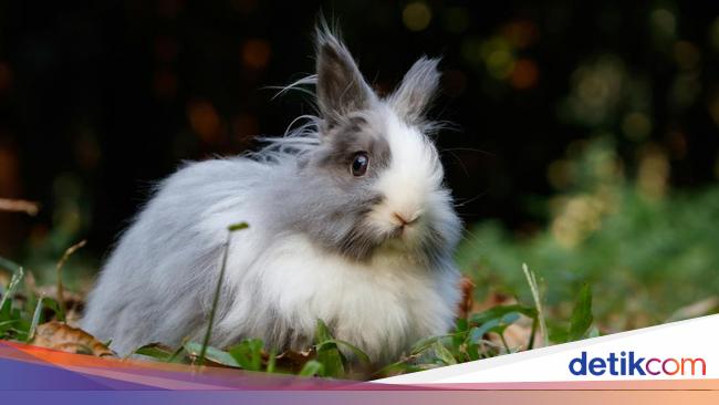 8 Hewan Piaraan yang Dipercaya Membawa Keberuntungan, Punya Salah Satunya?