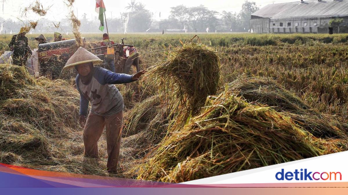 Sanksi Berat Menanti Penggilingan Beli Gabah di Bawah Rp 6.500/Kg