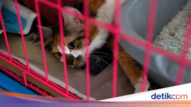 Potret Kucing-kucing yang Diselamatkan dari Serangan Israel di Lebanon