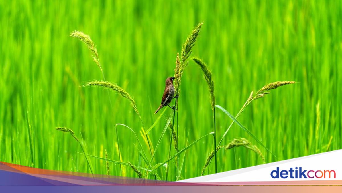7 Cara Mengusir Hama Burung di Sawah agar Padi Aman, Bisa Pakai Apa?