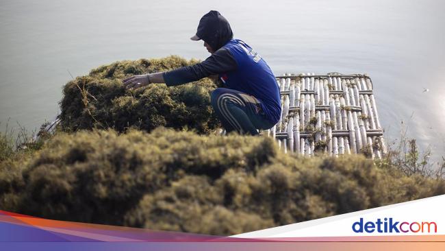 Rencana Pemanfaatan Rumput Laut untuk Bahan Bakar Pesawat