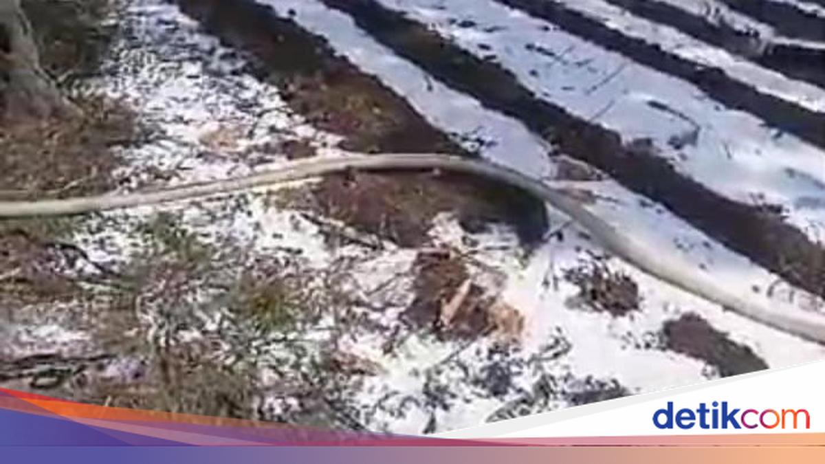 Viral Protes Susu Sapi Dibuang, Pimpinan DPR: Prioritaskan Peternak Lokal!