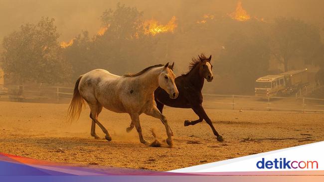 Kuda-kuda Berlarian Saat Kebakaran Hutan di California
