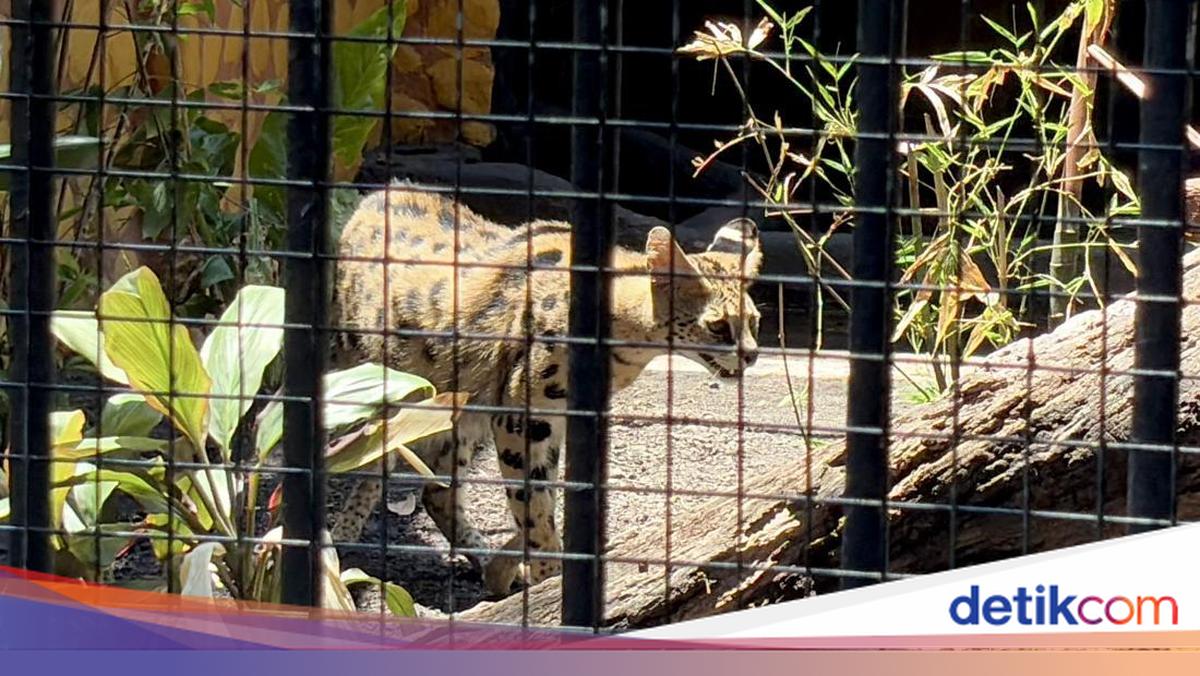 Mengenal Kucing Serval dan Caracal, Satwa Eksotis Koleksi KBS