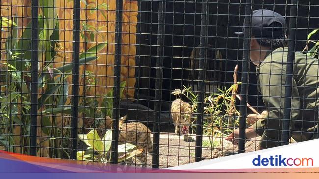 KBS Punya Dua Satwa Baru, Kucing Serval dan Caracal Jadi Pusat Perhatian!