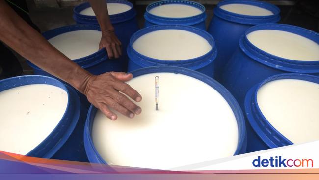 Mengintip Peluang Industri Susu Lokal Penuhi Kebutuhan Makan Bergizi Gratis
