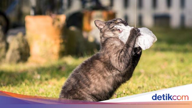 Ini 3 Cara Kucing Berburu hingga Jago Menangkap Hewan Kecil