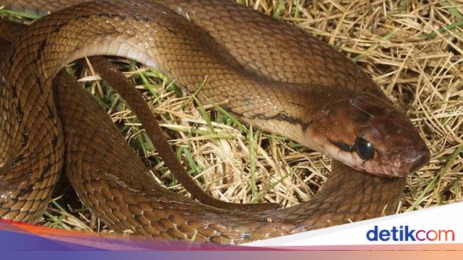 7 Fakta Ular Tikus, Benarkah Jadi Pengendali Hama di Sawah?