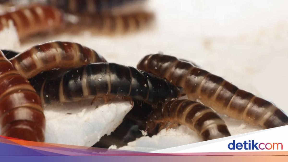 Ilmuwan Temukan Spesies Ulat Pemakan Plastik di Afrika, Bisa Kurangi ...