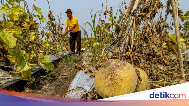 Sedih! Petani Melon Gagal Panen Akibat Cuaca Ekstrem