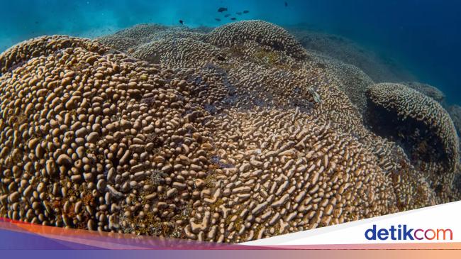 Wow! Karang Terbesar di Dunia Ditemukan di Salomon