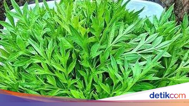 7 Manfaat Daun Kenikir, untuk Diabetes hingga Cegah Osteoporosis