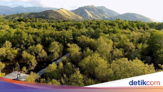 Mangrove Magelo'o di Maumere NTT, Bakau Ditanam Setelah Tsunami 1992