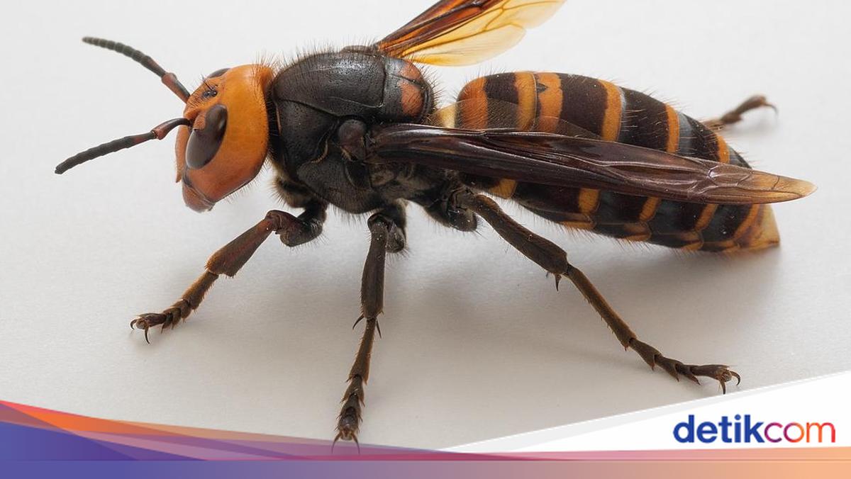 10 Tawon Paling Mengerikan di Dunia, Sengatannya Bisa Tewaskan Manusia