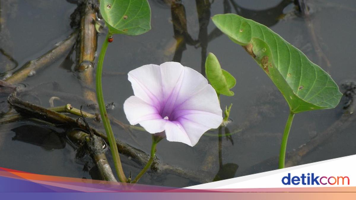 11 Bunga yang Beracun dan Mematikan, Kenali Cirinya!