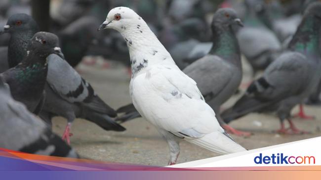 Jenis Burung Merpati