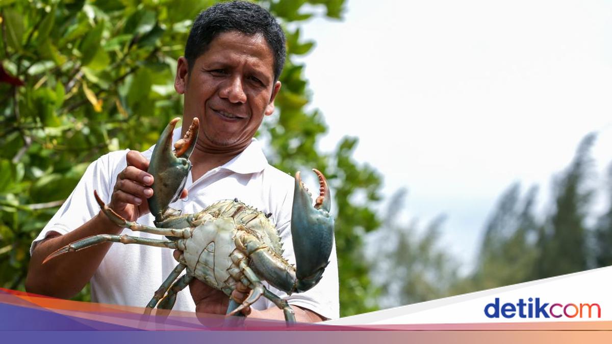 Kepiting Bakau Aceh Tembus Pasar Singapura-China, Harga Rp 420 Ribu/Kg