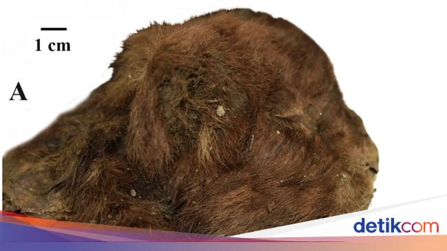 Ilmuwan Temukan Kucing Bergigi Pedang Berusia 35 Ribu Tahun