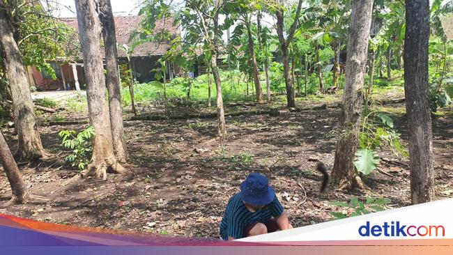 Lagi Musim Ulat Jati, Saatnya Jajal Kuliner Ekstrem Khas Gunungkidul