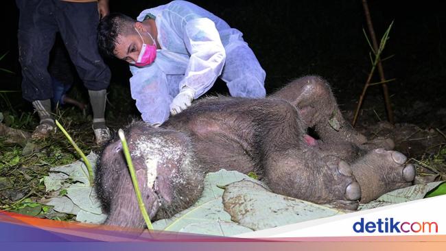 Kasihan, Anak Gajah Sumatra Ditemukan Mati di Aceh Jaya