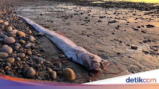 Ikan Hari - A Rare Fish Spot Revealed at the Beach Tonight: Its Appears ...