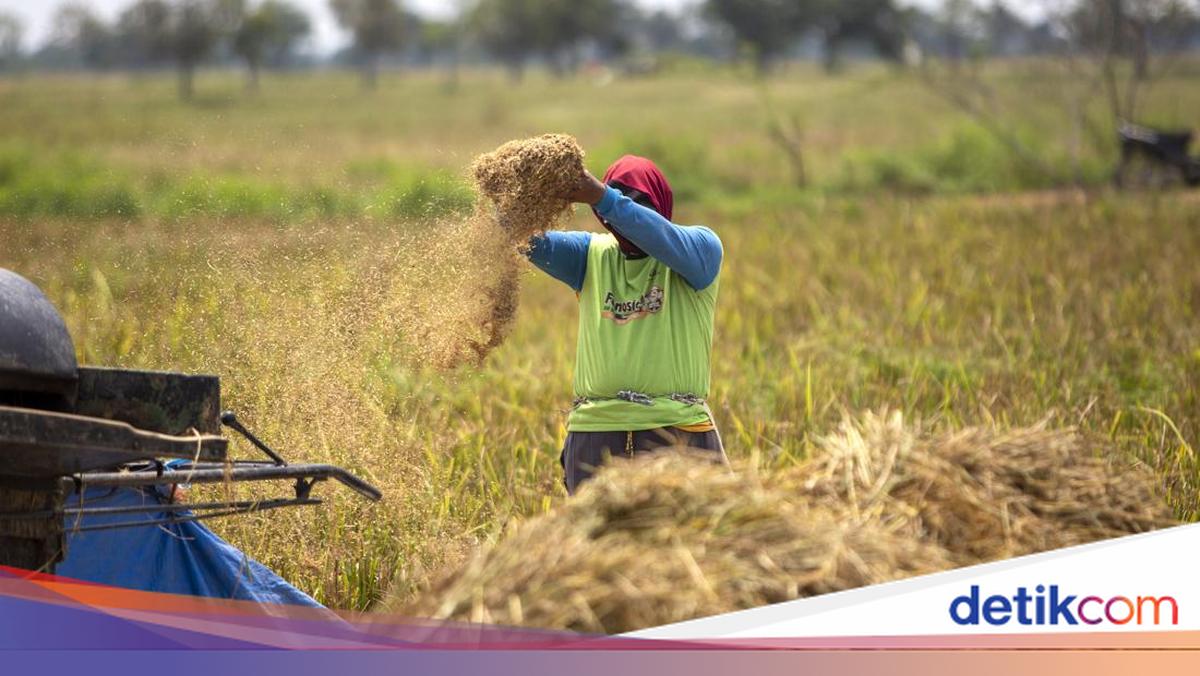 Data FAO: RI Produsen Beras Terbesar di ASEAN dan Nomor 4 Dunia