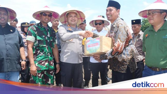 Bantuan Bibit Jagung Awali Launching Gugus Tugas Ketahanan Pangan di ...