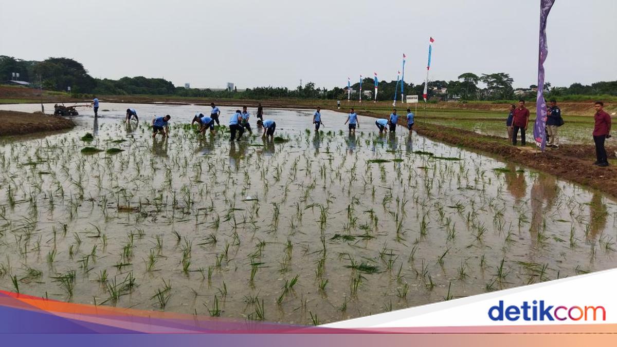 Pemerintah Siapkan Rp 155,5 T Untuk Program Ketahanan Pangan 2025