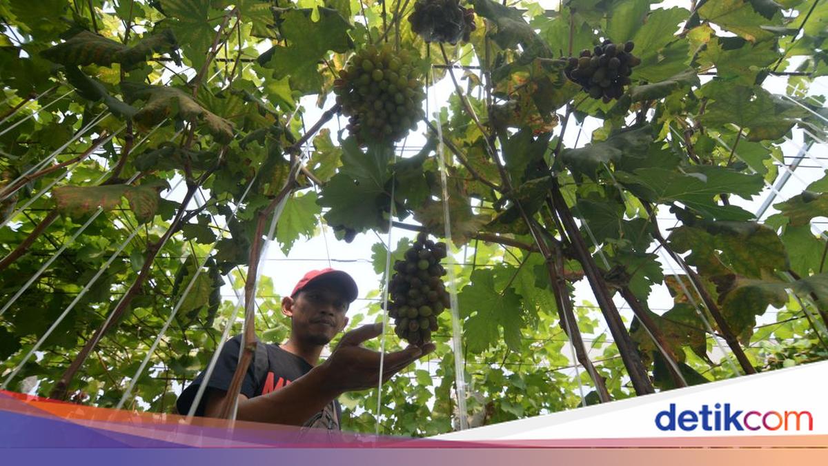 Wisata Petik Anggur di Kebun Rumah Kaca Klaten