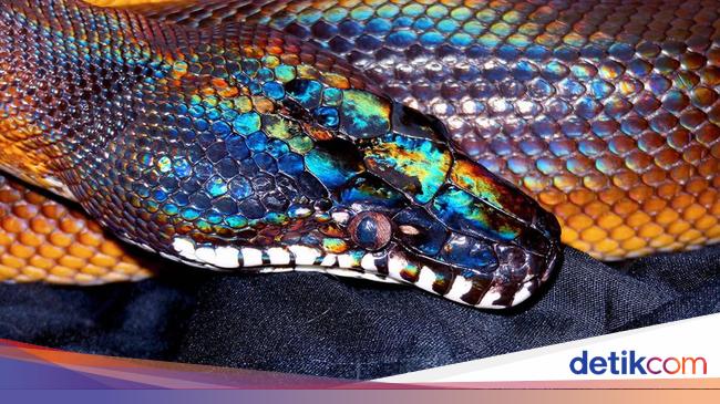 9 Fakta Ular Pelangi, Benarkah Satu-satunya Jenis Ular Jinak-Tidak Berbisa?
