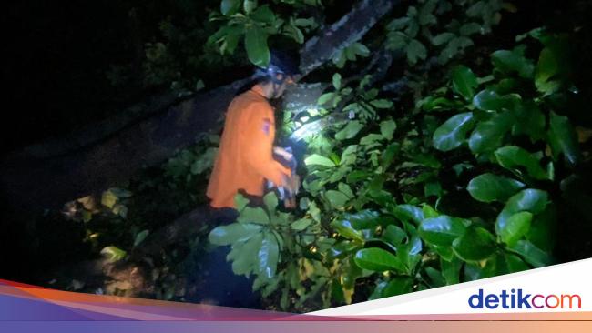 Ada Pohon Tumbang, TransJ Koridor 3 Tak Lewati Halte Rawa Buaya