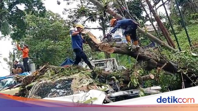 Pohon Tumbang Timpa Mobil-Motor di Jl Raya Bogor, Ada Korban Luka
