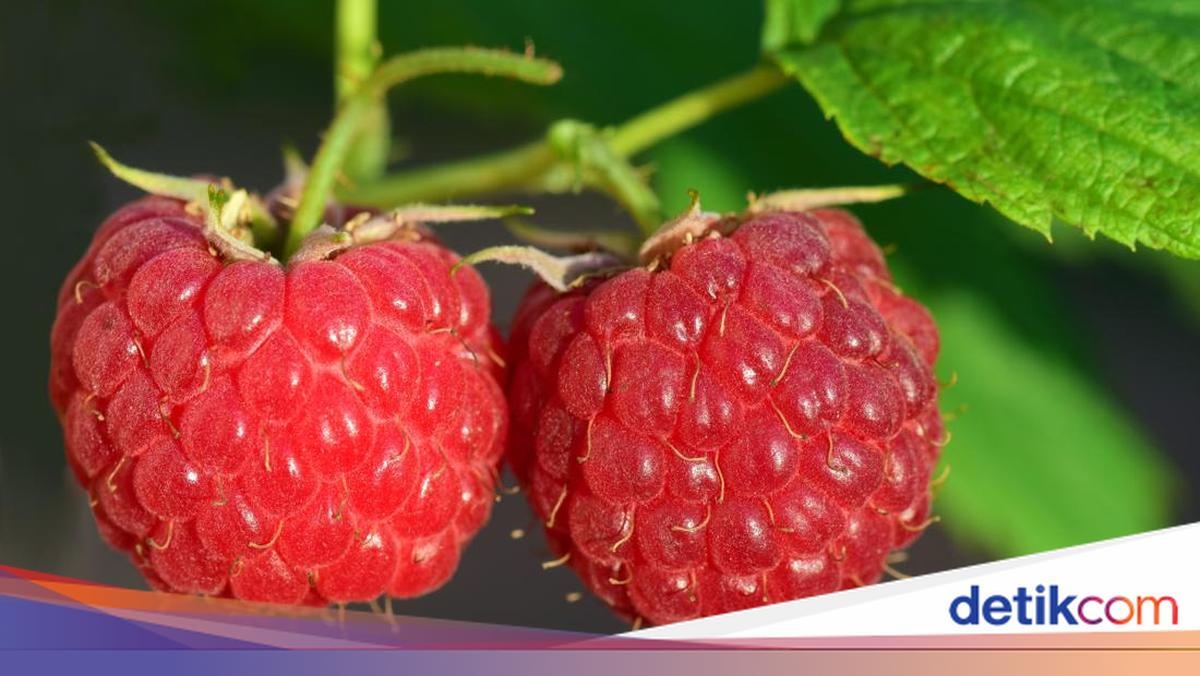 10 Jenis Buah Beri Lengkap dengan Manfaatnya bagi Tubuh