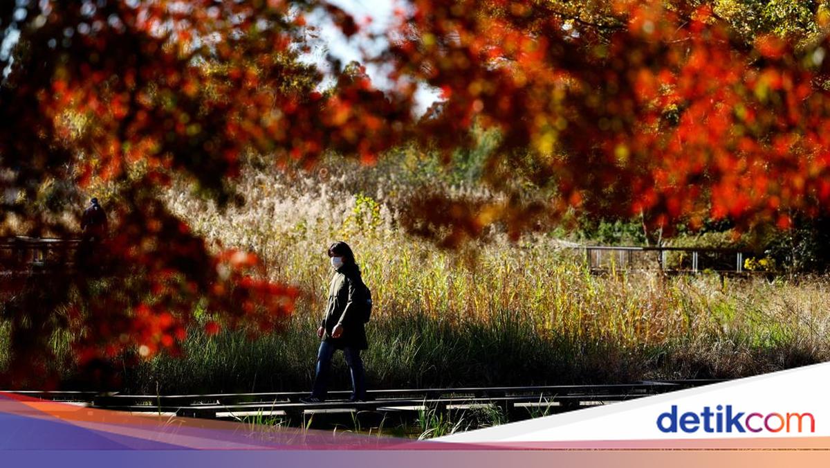 Kenapa Daun Berubah Warna Saat Musim Gugur? Ini Jawaban Ilmiahnya
