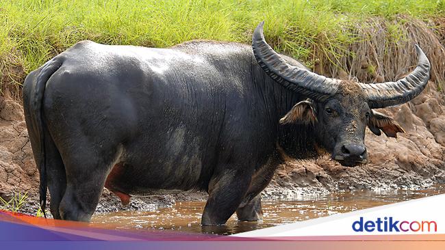 Kerbau Rawa Tahan di Dalam Air Berapa Lama? Ini Jawabannya
