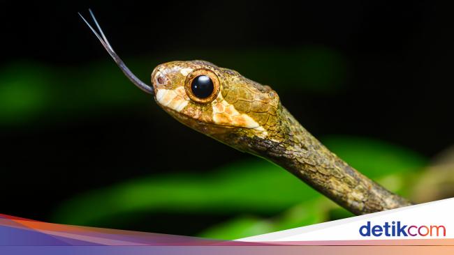 7 Jenis Ular yang Sering Ditemui Pendaki di Gunung, Wajib Diwaspadai!