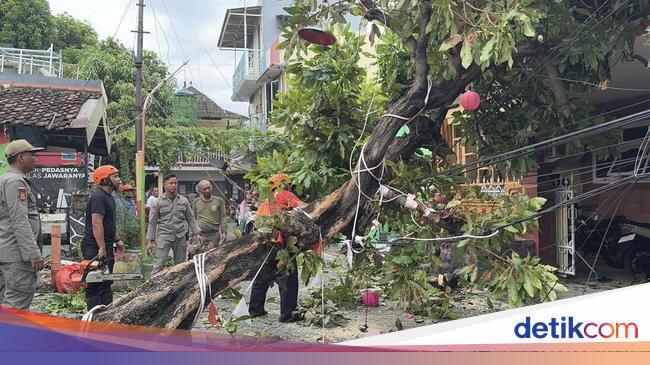 6 Insiden Pohon Tumbang yang Terjadi di Jatim Pekan Ini
