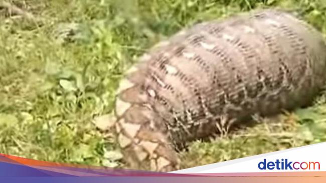 Ular Piton 8 Meter Mangsa Sapi di Sulbar, Ini Penampakannya