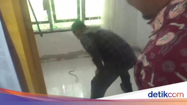 Ngeri! Ular Kobra Masuk Celana Ketua PPK saat Pleno Hitung Suara ... Ngeri! Ular Kobra Masuk Celana Ketua PPK saat Pleno Hitung Suara ...