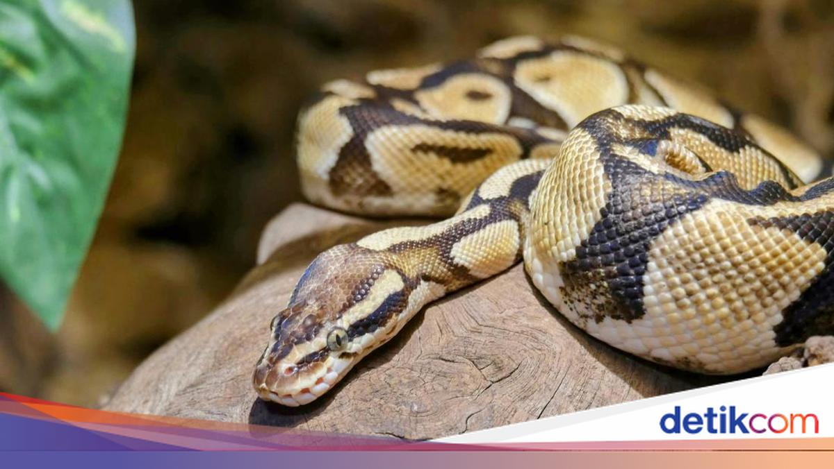 Ular Berkembang Biak dengan Cara Apa? Berikut Ini Penjelasannya