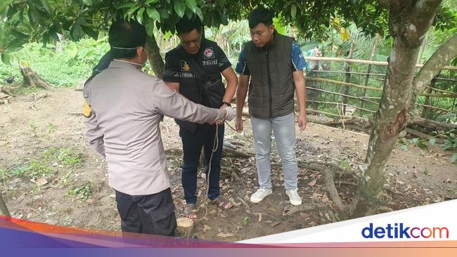 Depresi Adik Meninggal, Nenek 80 Tahun di Mura Gantung Diri di Pohon Sawo