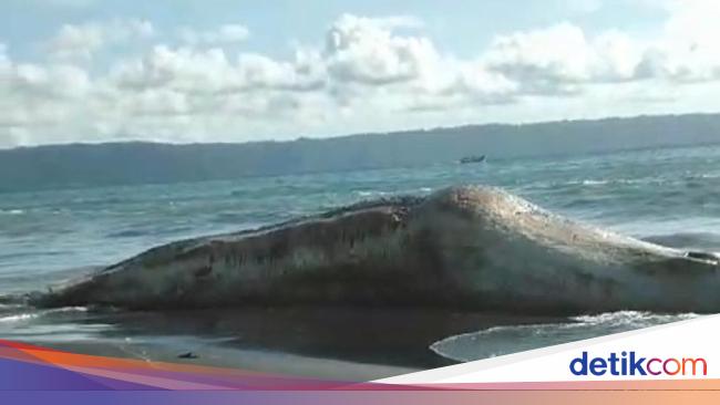 Hiu Tutul Sepanjang 8 Meter Mati Terdampar di Pantai Jember